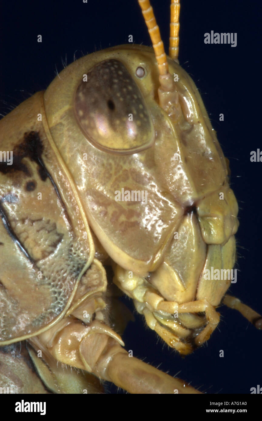 Ocelli ocellus compound eye hi-res stock photography and images - Alamy