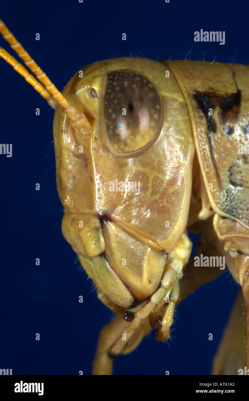 Grasshopper Head Anatomy