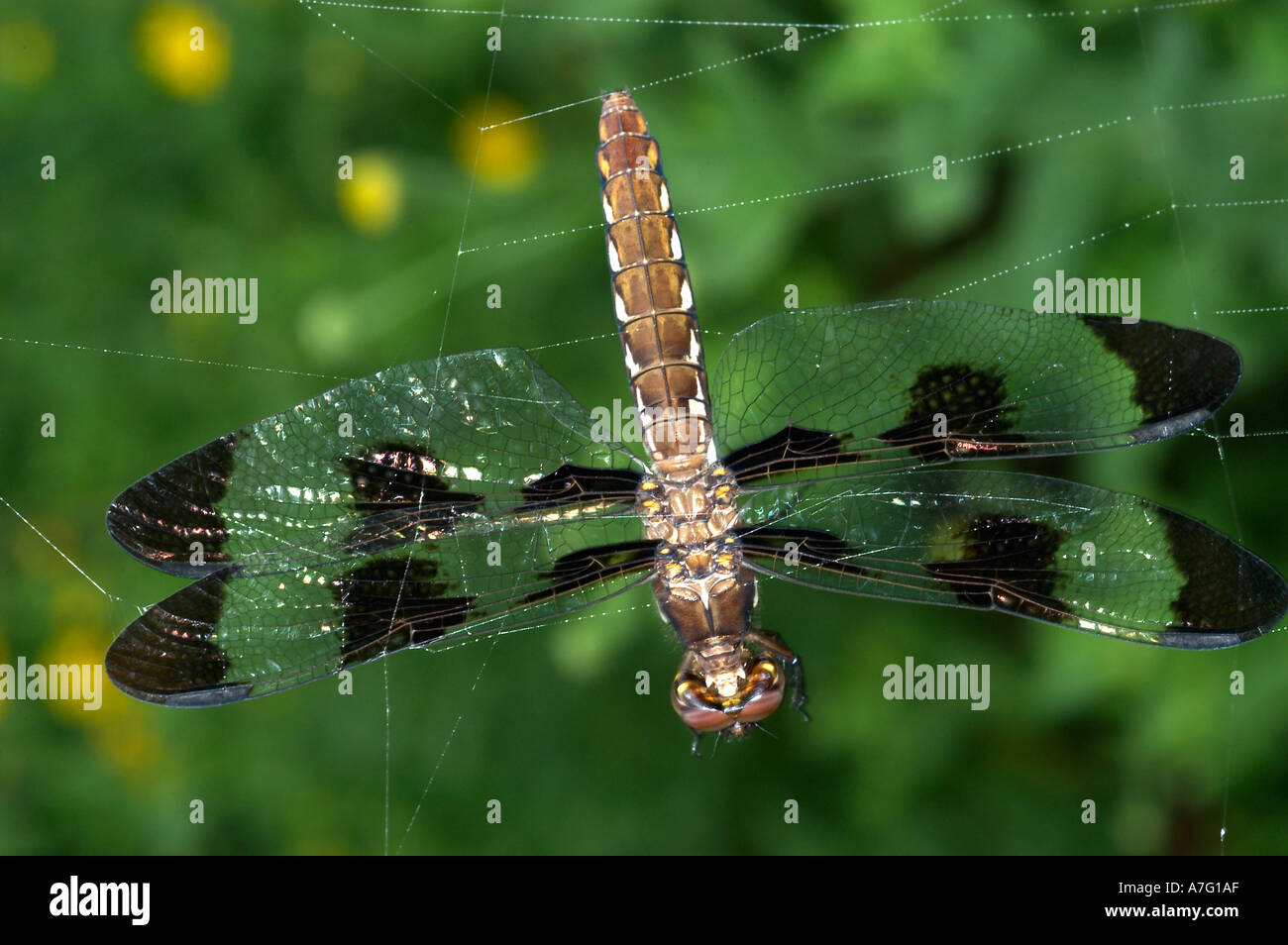 skimmer dragonfly Libellulidae Plathemis lydia female caught in orb web ...
