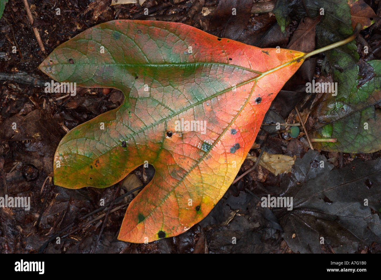 Red sassafras hi-res stock photography and images - Alamy