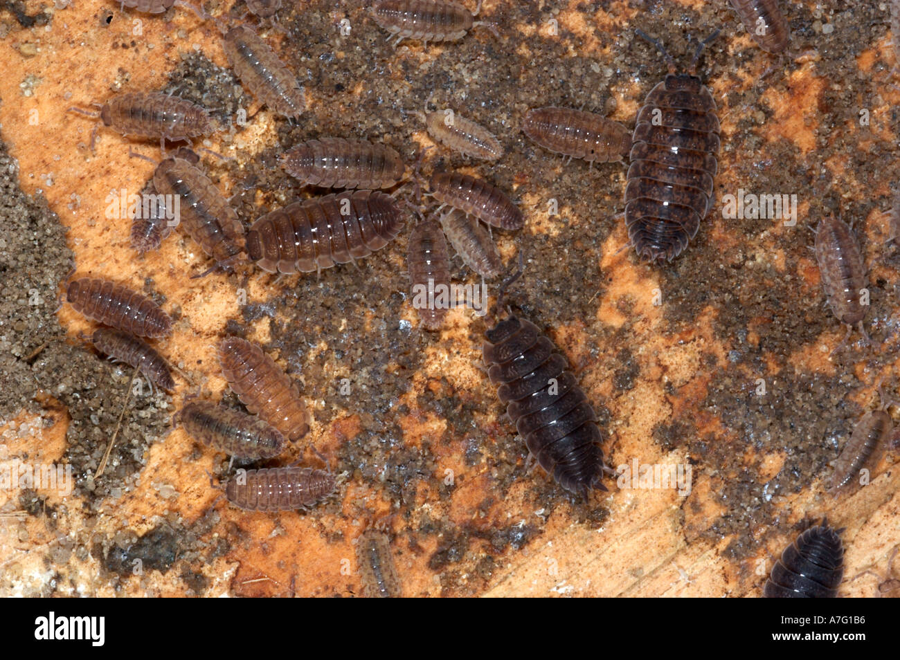 Sowbug hi-res stock photography and images - Alamy