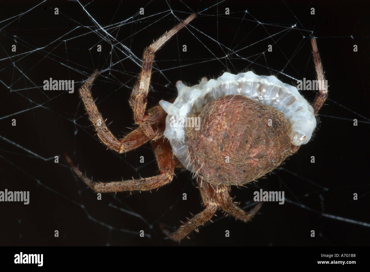 Parasitic Worms In Spiders