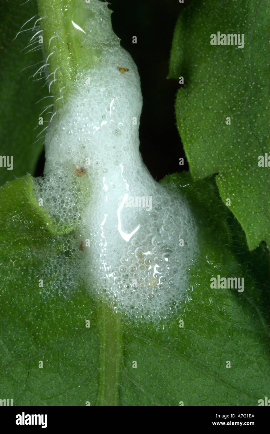 spittlebug in its spittle mass froghopper nymph family Cercopidae Stock ...