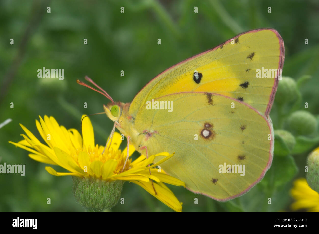 Sulphur butterfly Colias sp Stock Photo - Alamy