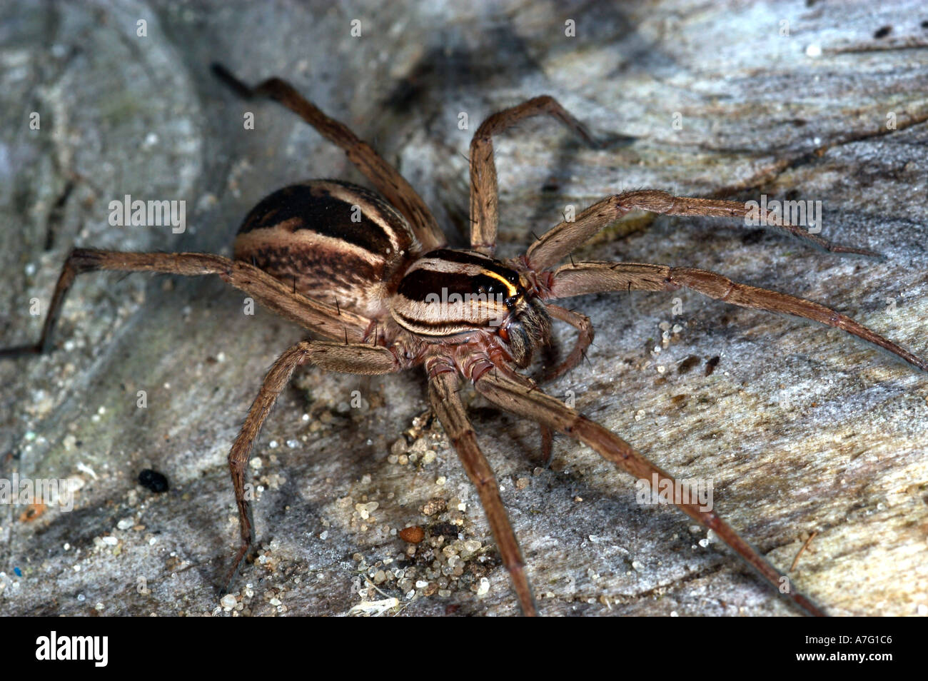 Wolf spider Lycosidae Eastern United States Stock Photo - Alamy