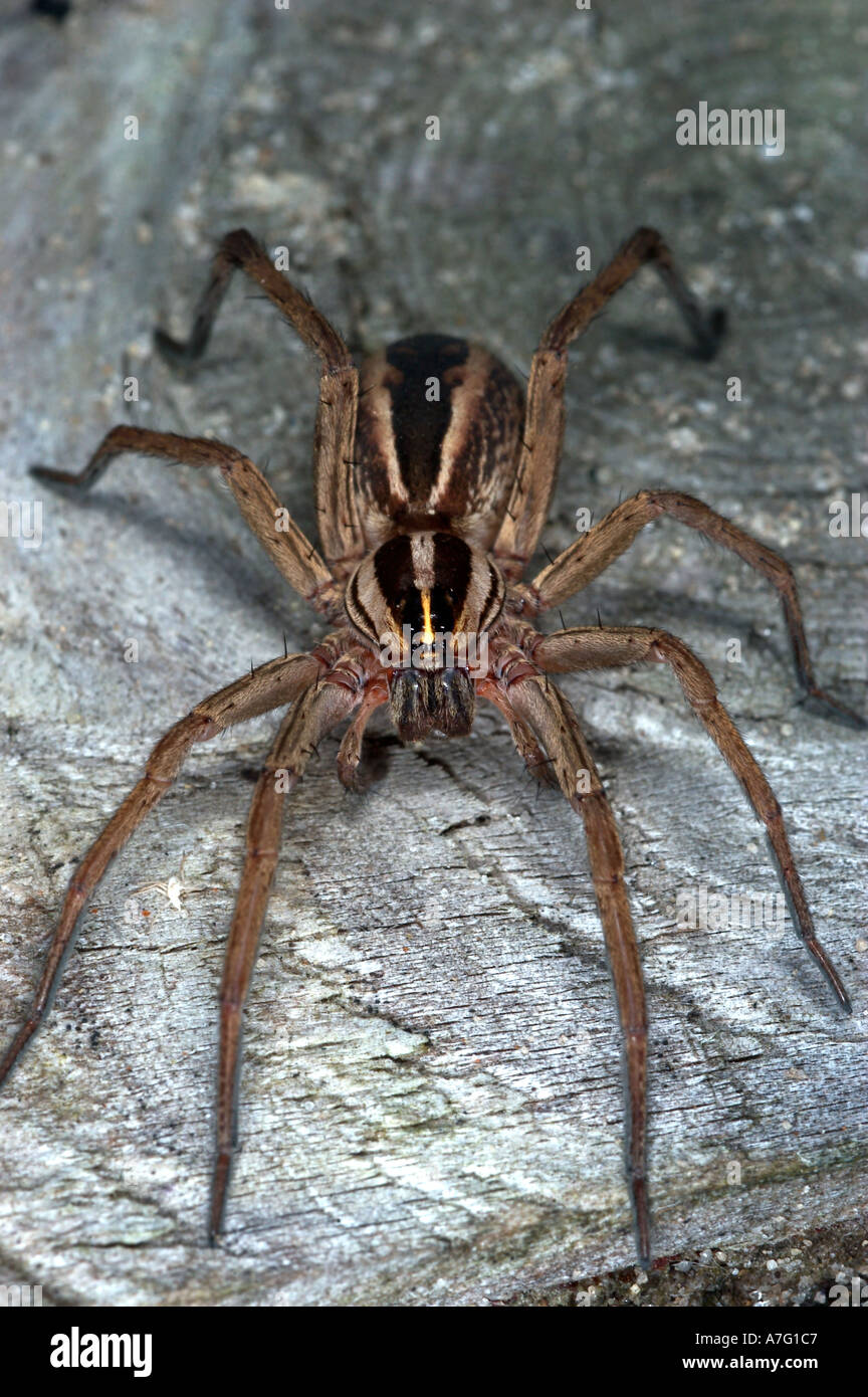 Wolf spider Lycosidae Eastern United States Stock Photo - Alamy