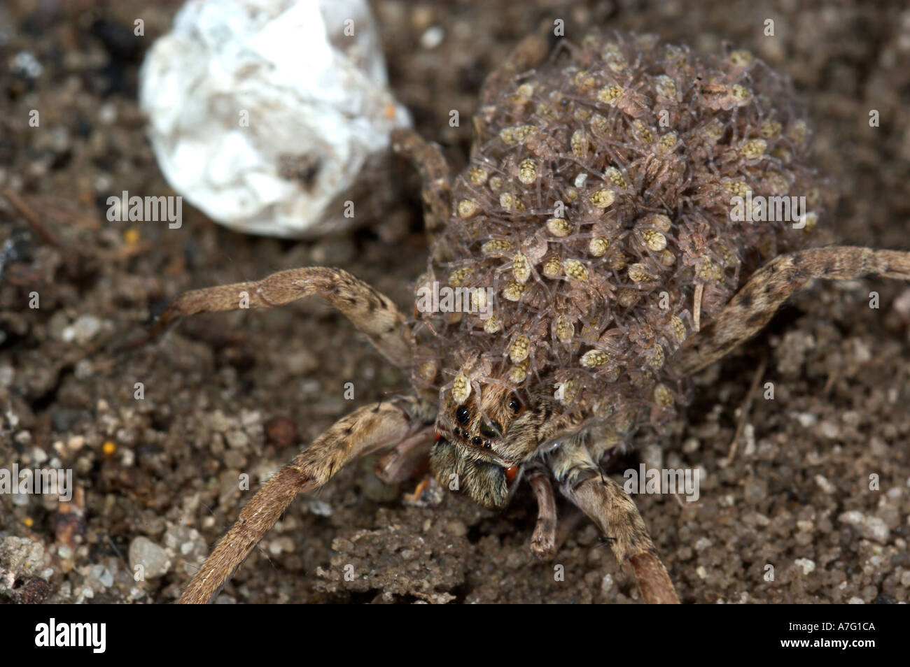 Wolf spider carrying her babies on her back Lycosidae Eastern United ...