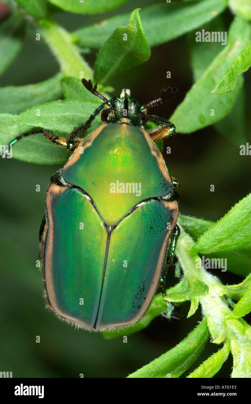 Green June beetle Cotinus nitida insect pest Larvae feed on roots such ...