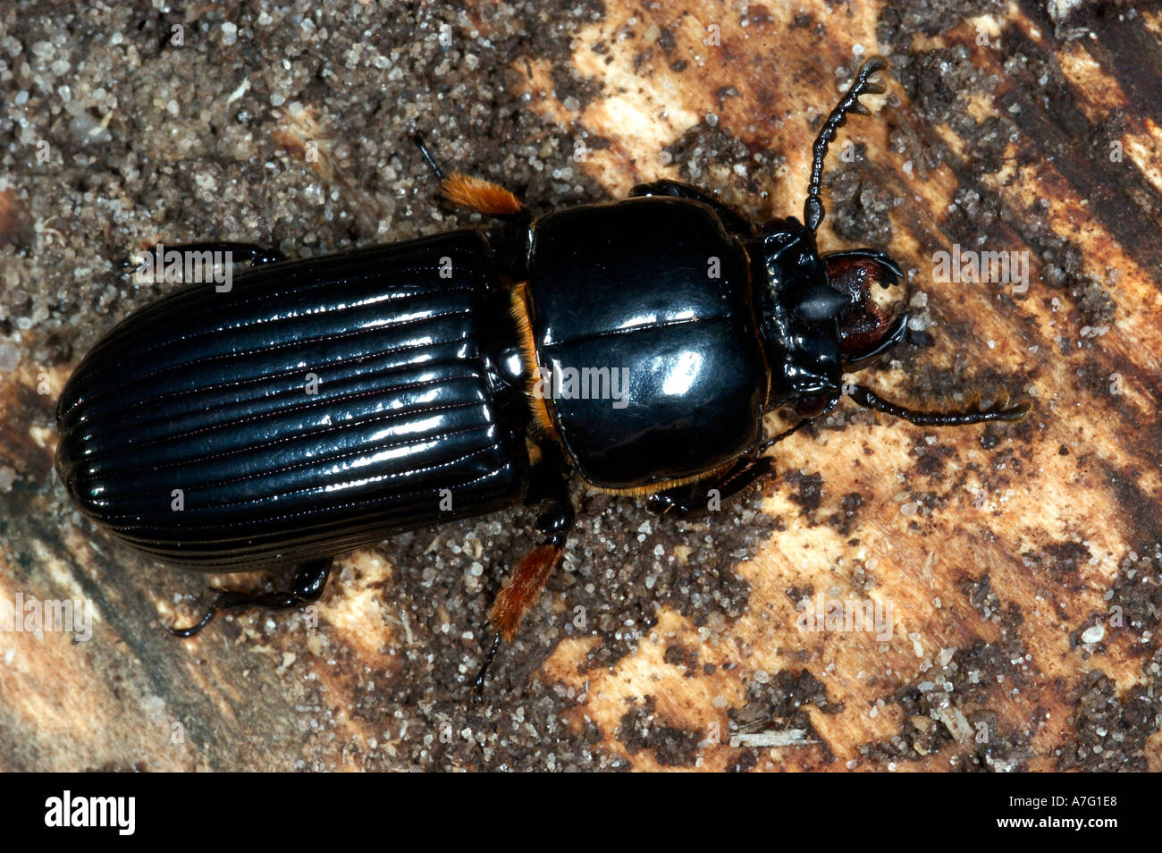 Horned passalus hi-res stock photography and images - Alamy