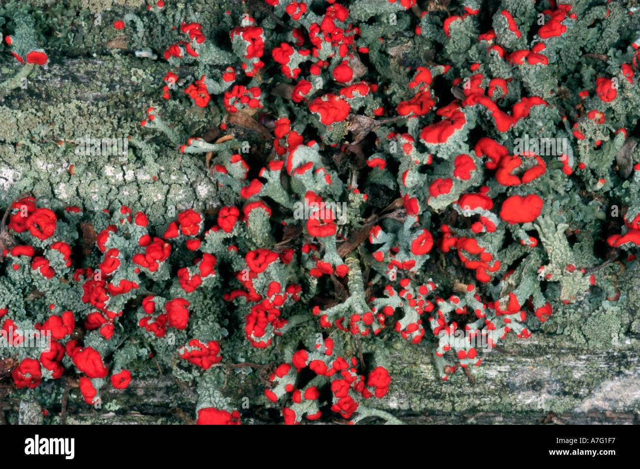 British soldier lichen hi-res stock photography and images - Alamy