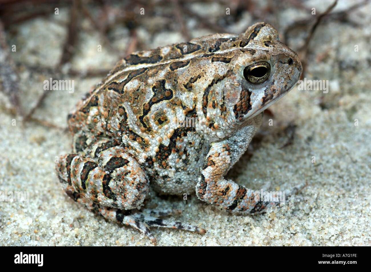 Fowlers toad Bufo woodhousei fowleri Abundant toad of Atlantic coastal ...