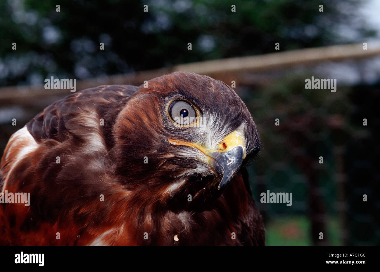 Jackal Buzzard Buteo rufofuscus South Africa Addo Elephant National ...