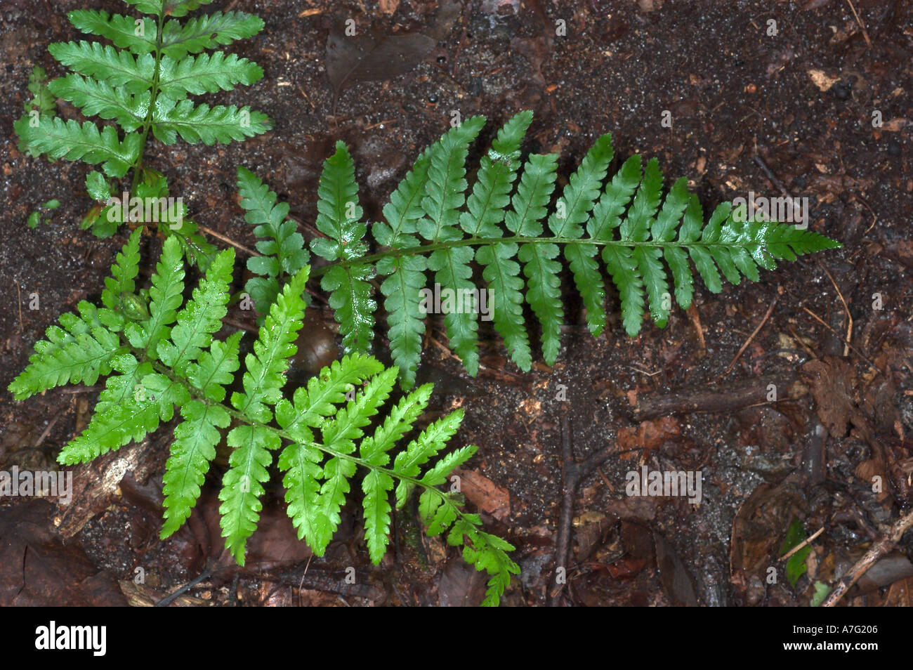 Mexican wood fern Dryopteris pseudofilix mas Originates in moist high ...