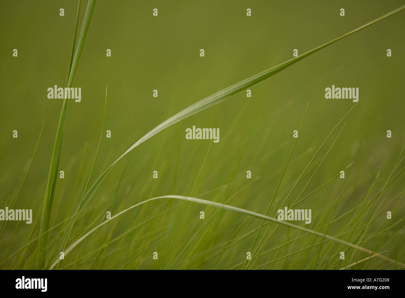 Salt meadow cordgrass hi-res stock photography and images - Alamy