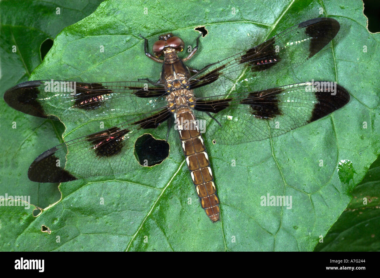 skimmer dragonfly Libellulidae Plathemis lydia female Stock Photo - Alamy
