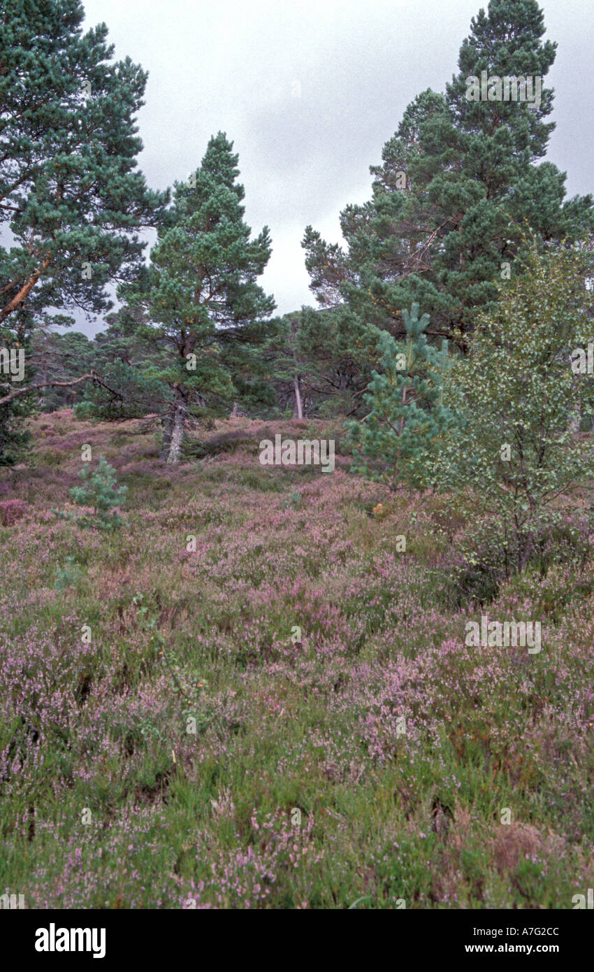heather and fern trees in a cairngorm woodland Stock Photo - Alamy