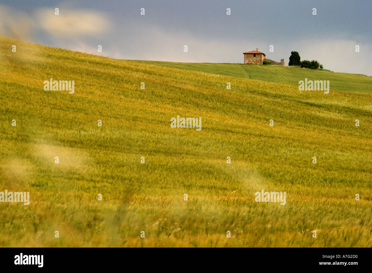 Crops growing in a field with farmhouse behind Tuscany Italy Stock ...