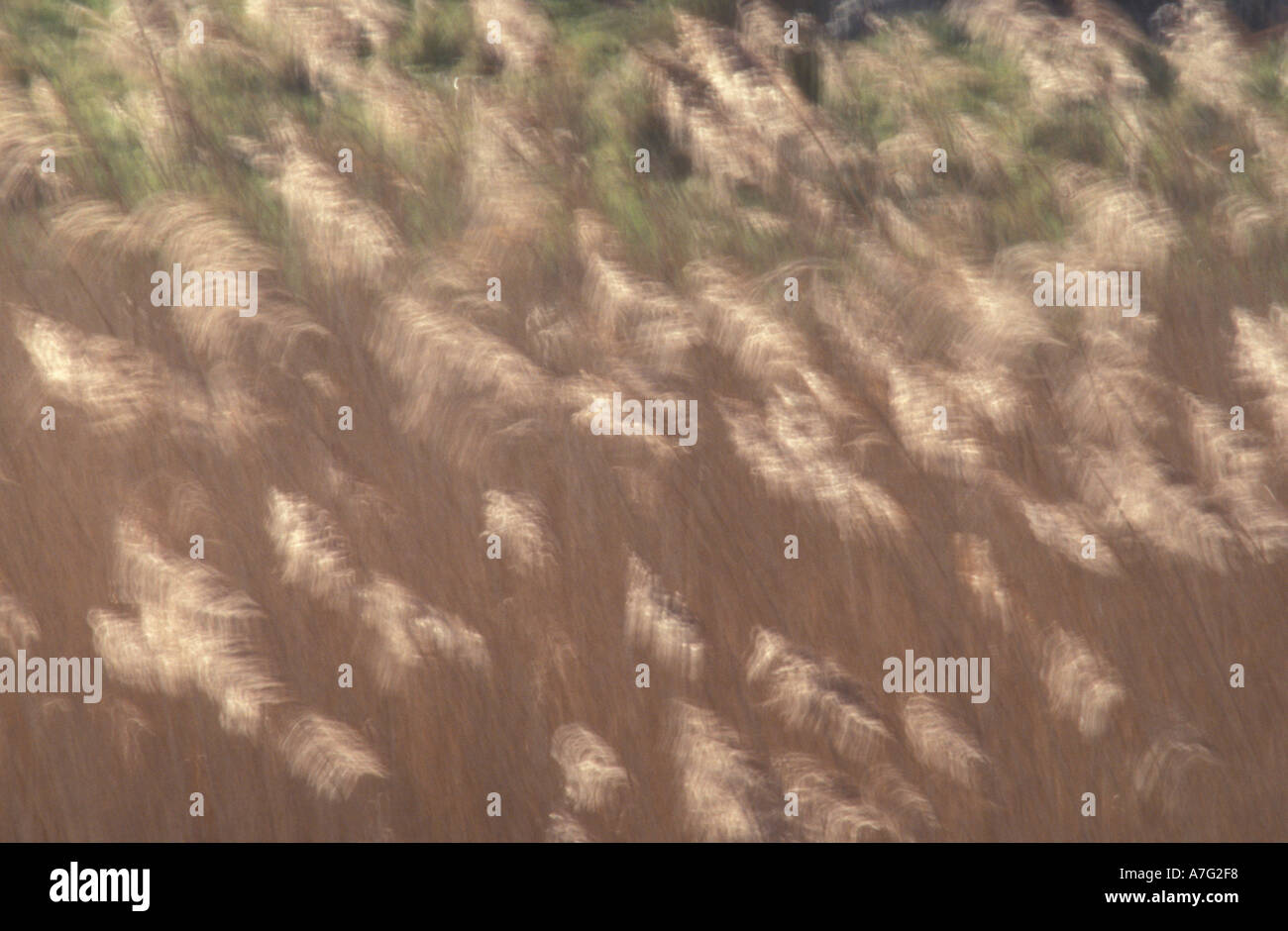 grass blowing in the wind Stock Photo - Alamy