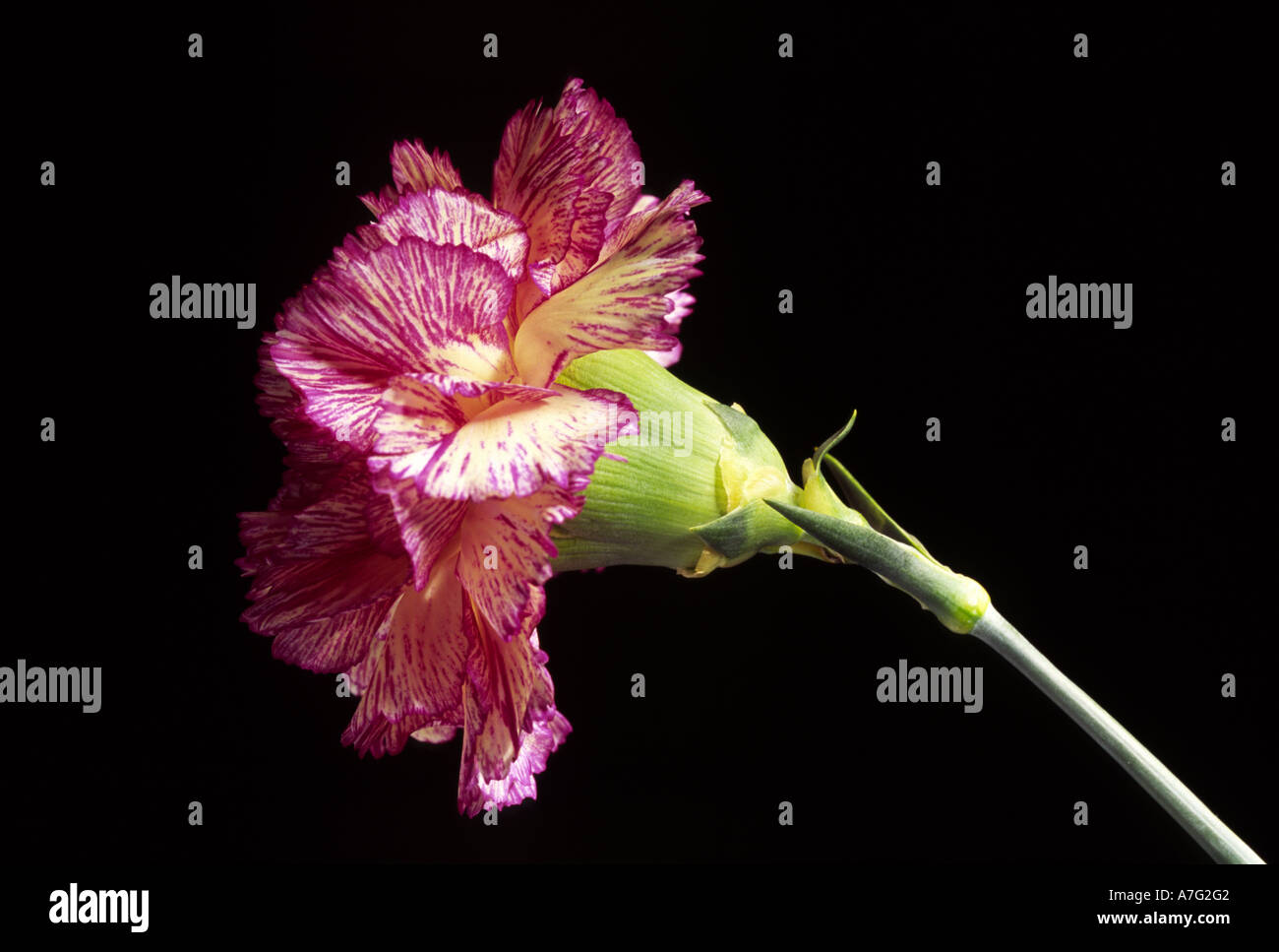 Variegated carnation hi-res stock photography and images - Alamy