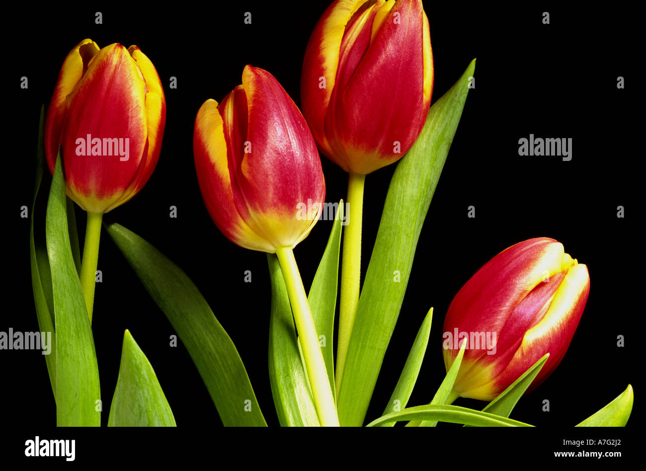 Four flower stems hi-res stock photography and images - Alamy