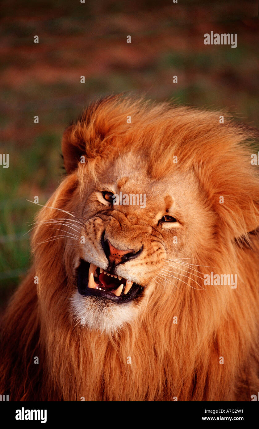 Snarling lion hi-res stock photography and images - Alamy