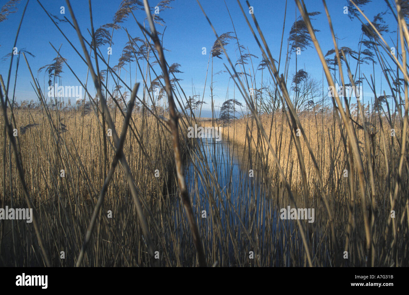 Stodmarsh kent hi-res stock photography and images - Alamy