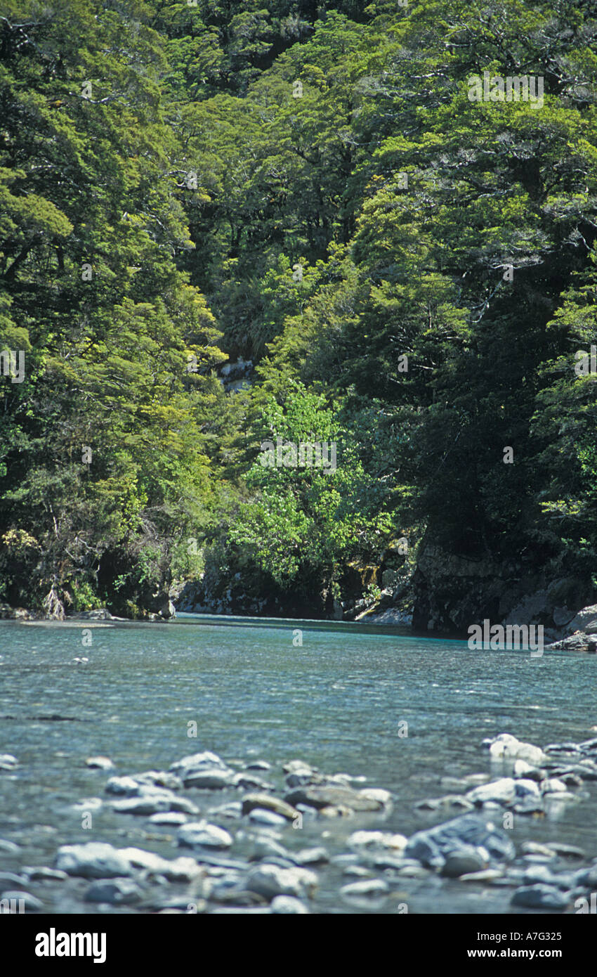 river running through thick bush in new zealand Stock Photo - Alamy