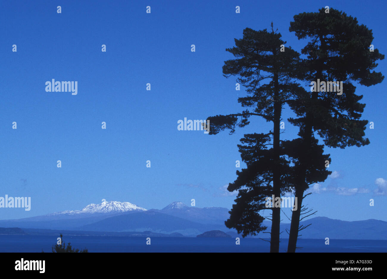 tree with lake taupo and mount ruapehu in the background Stock Photo ...