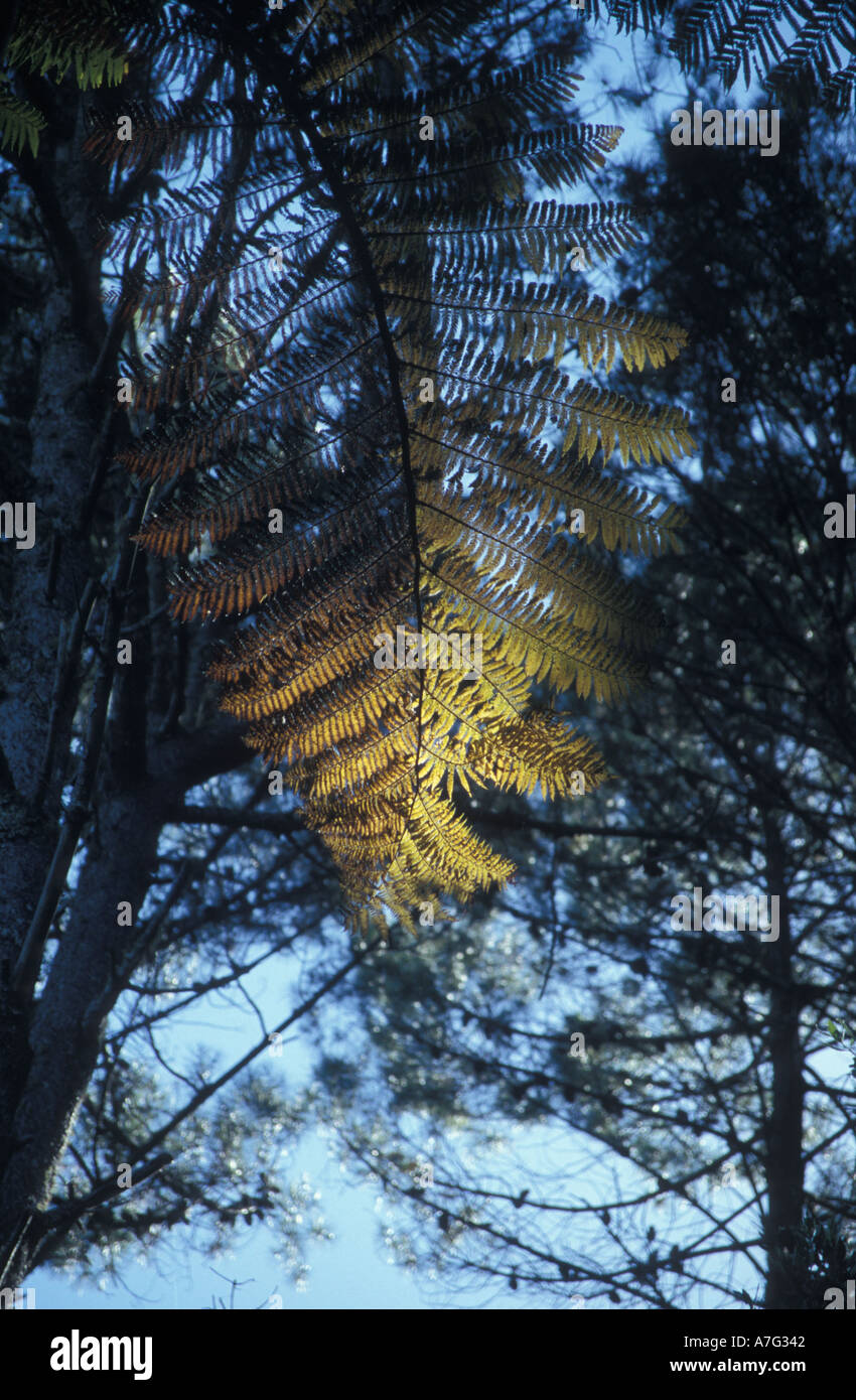 fern in light Stock Photo - Alamy