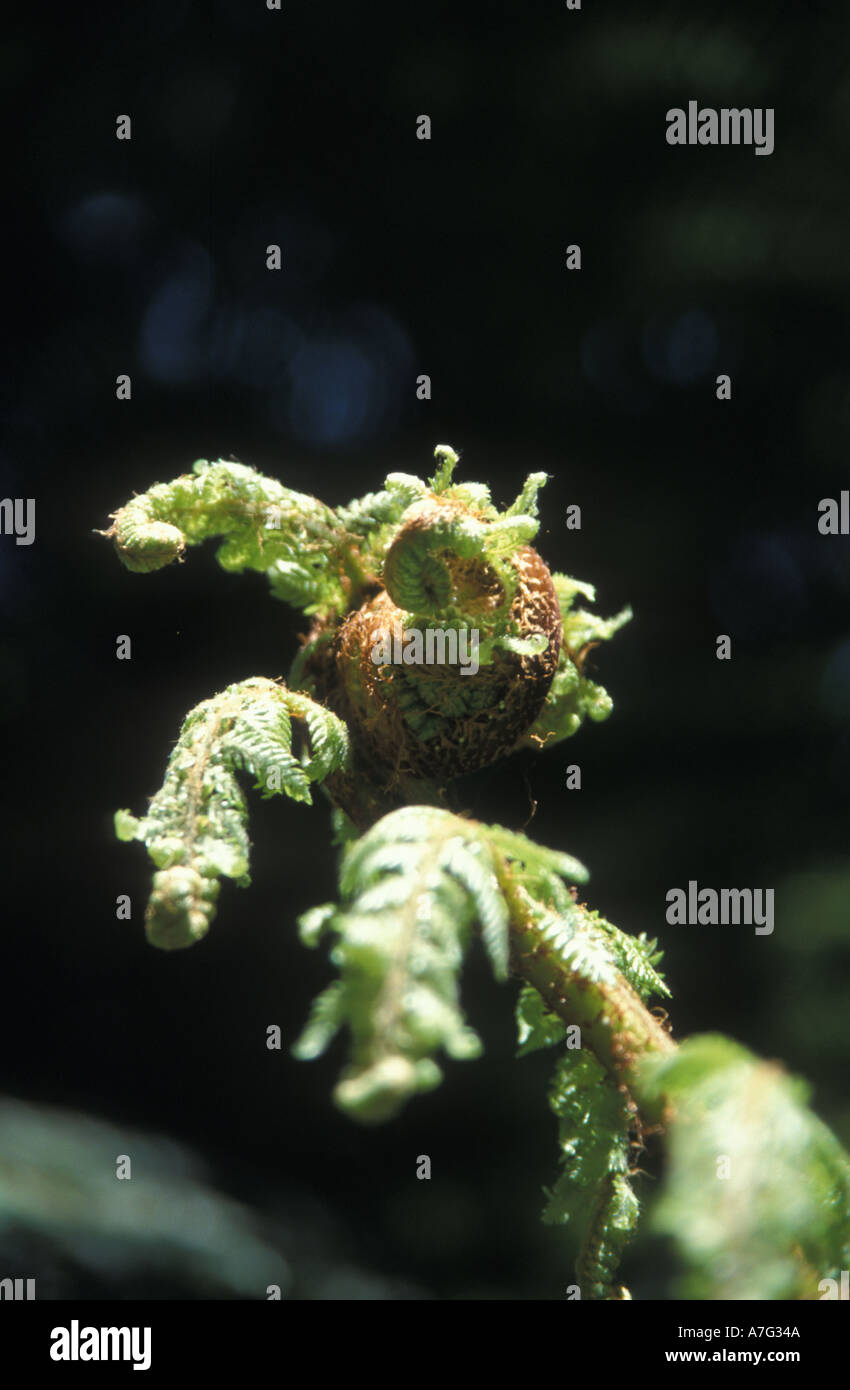 Curled flower hi-res stock photography and images - Alamy