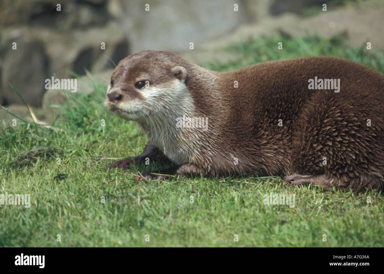 Indonesian otter hi-res stock photography and images - Alamy