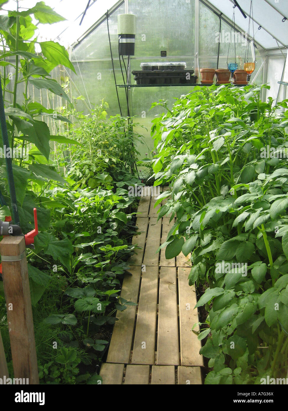 A new greenhouse with the first years crop inside Stock Photo - Alamy