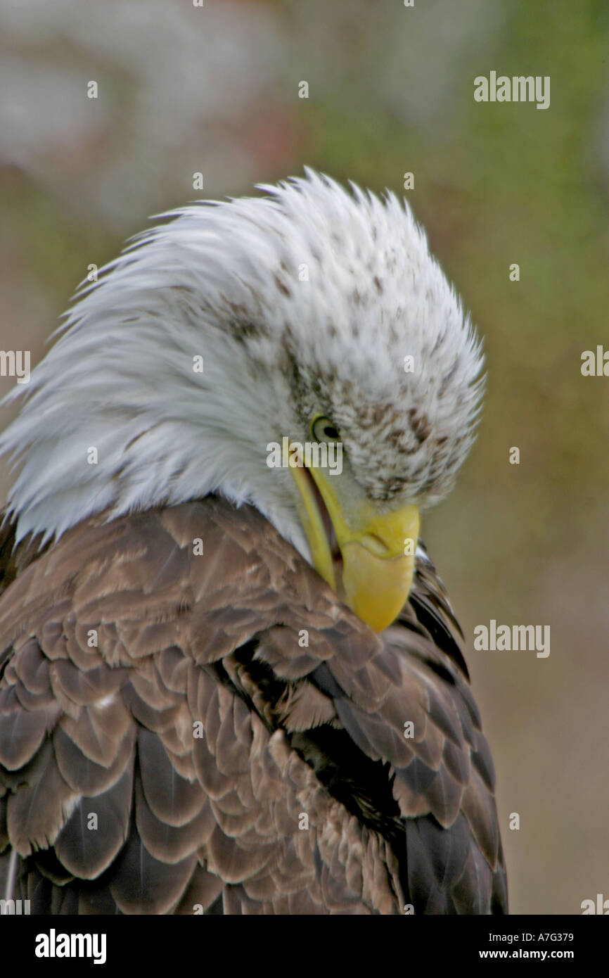 BALD EAGLE CLEANING Stock Photo - Alamy