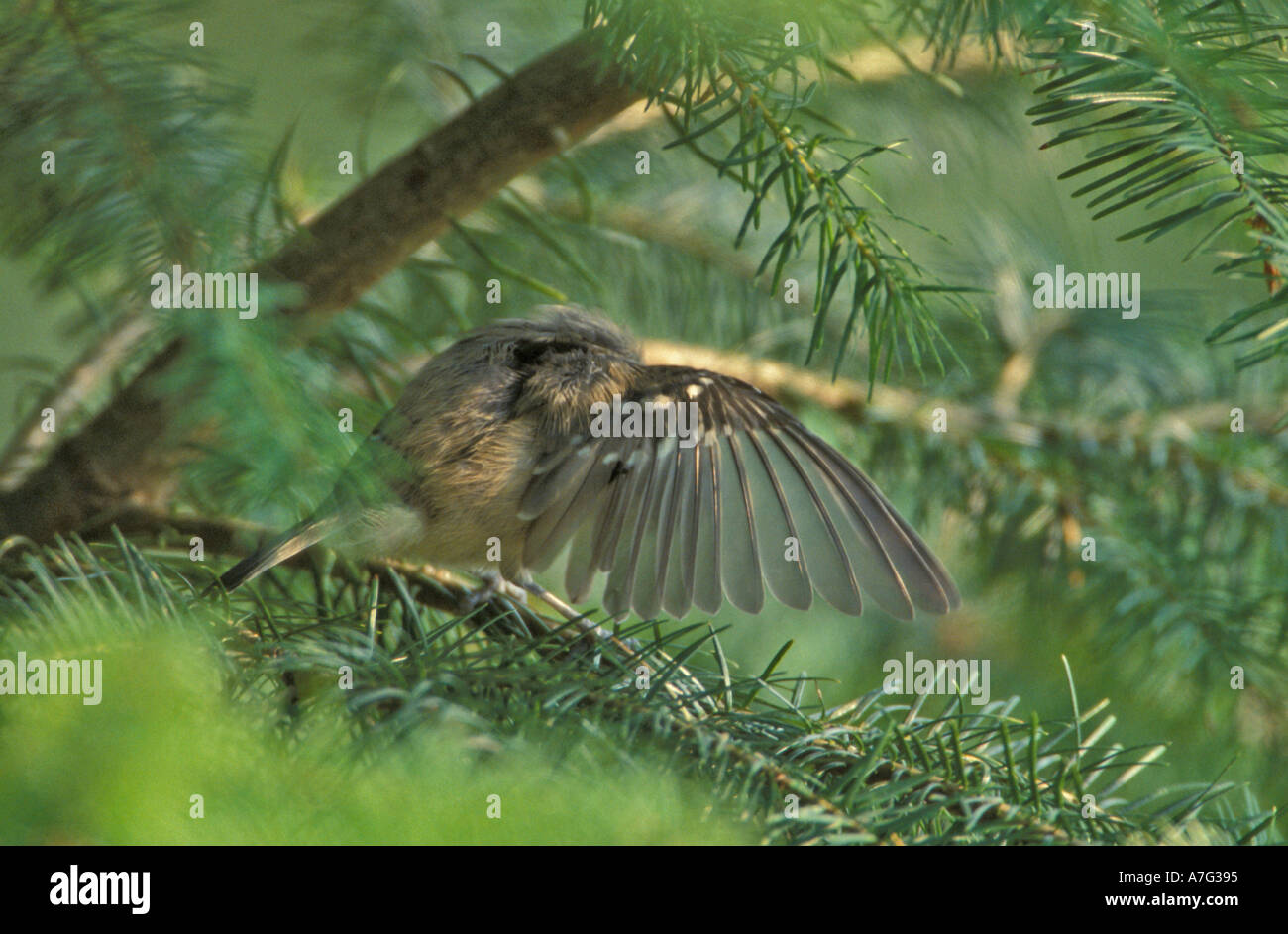 blue tit cleaning wing Stock Photo - Alamy