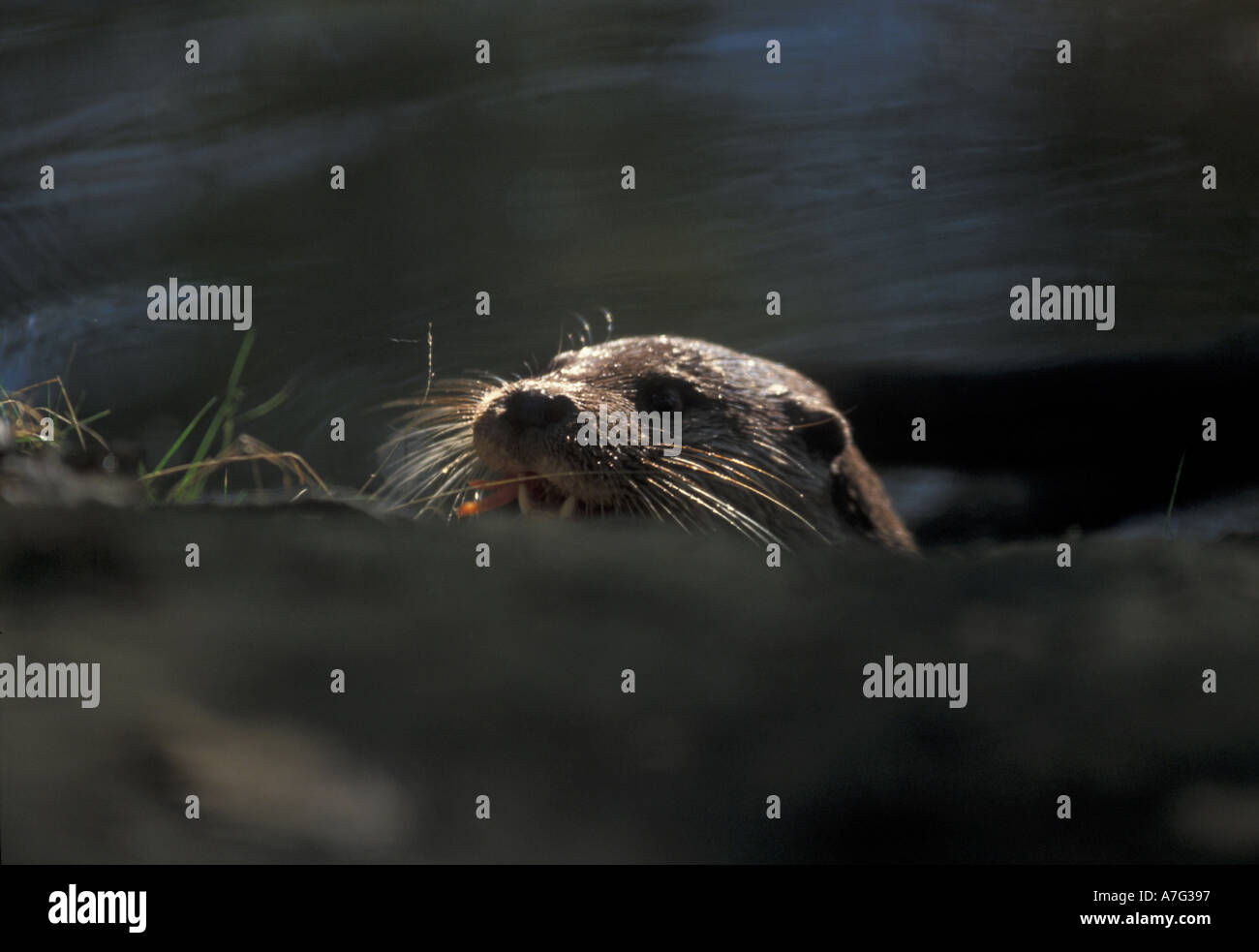 British Otter eating Stock Photo - Alamy