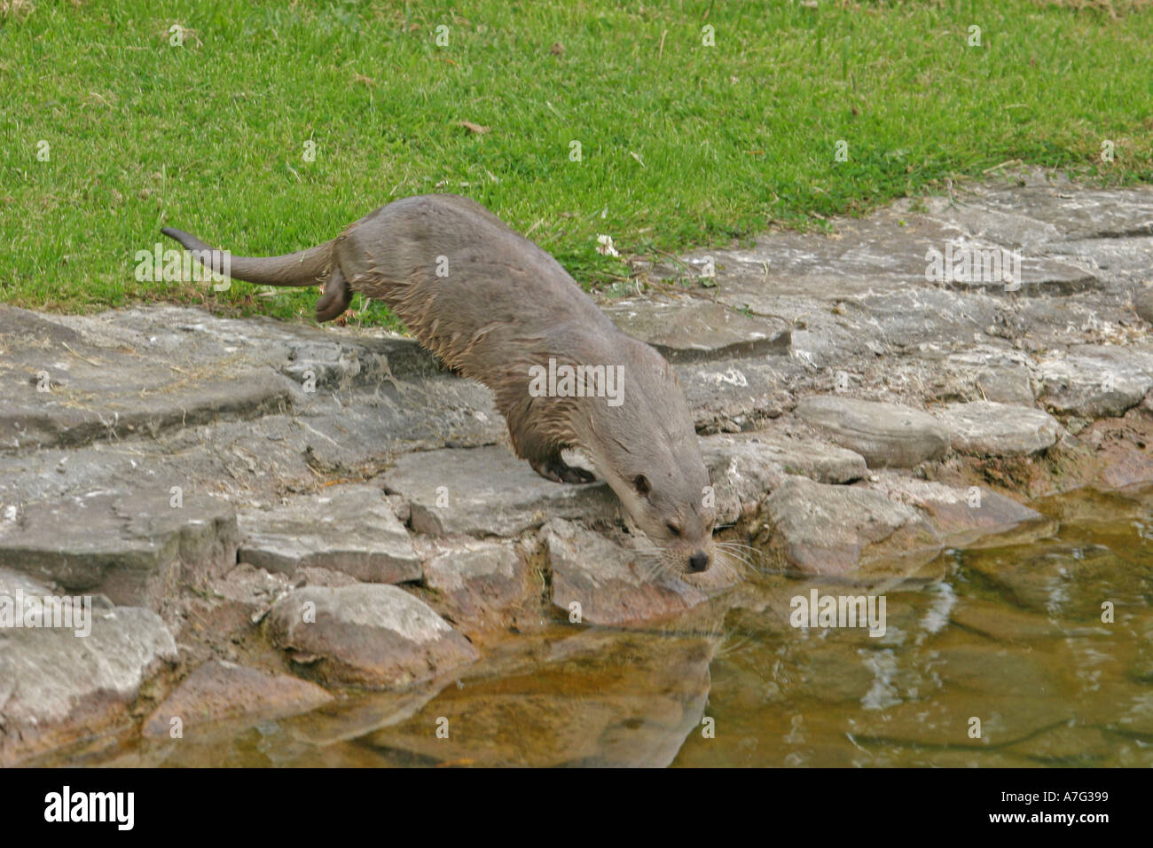 British river animals hi-res stock photography and images - Alamy