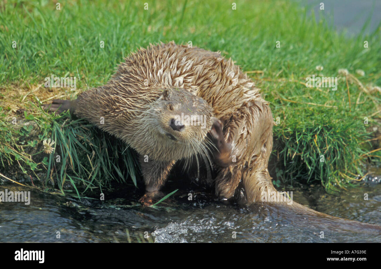British otter itching Stock Photo - Alamy