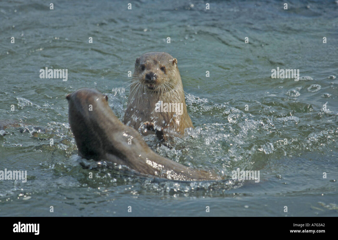 British otters fighting in river Stock Photo - Alamy