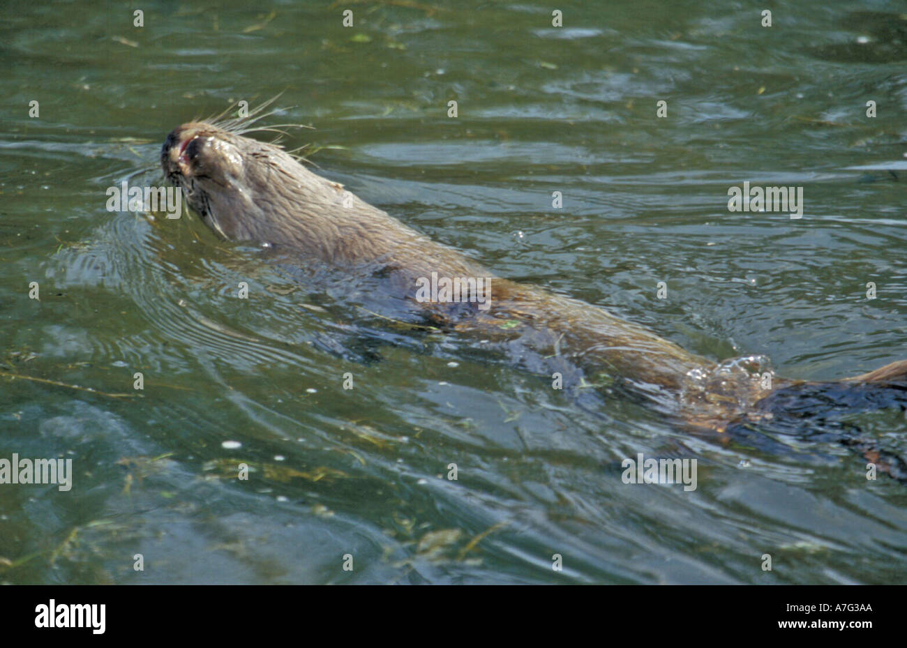 Otter uk back hi-res stock photography and images - Alamy