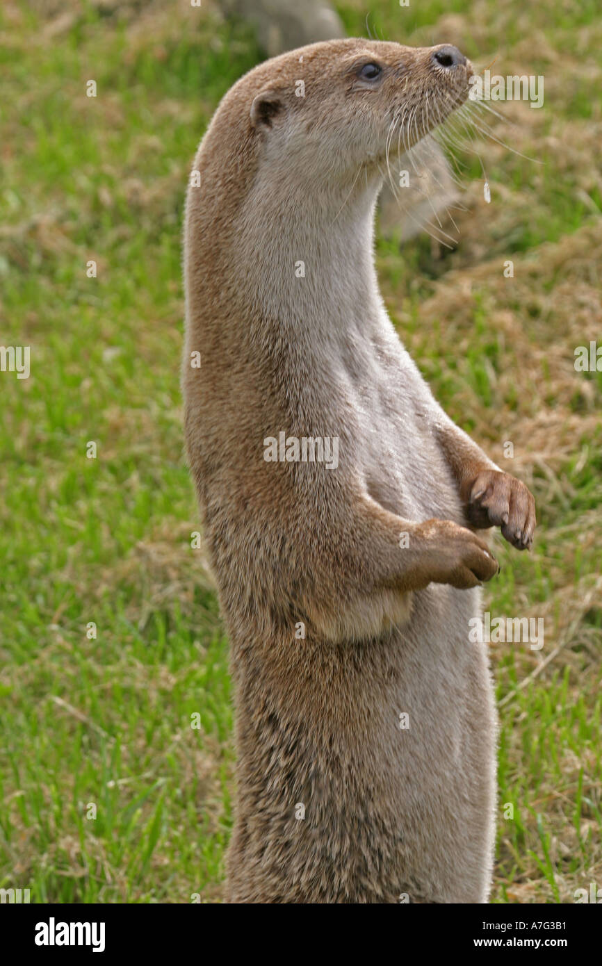 British otter standing Stock Photo - Alamy