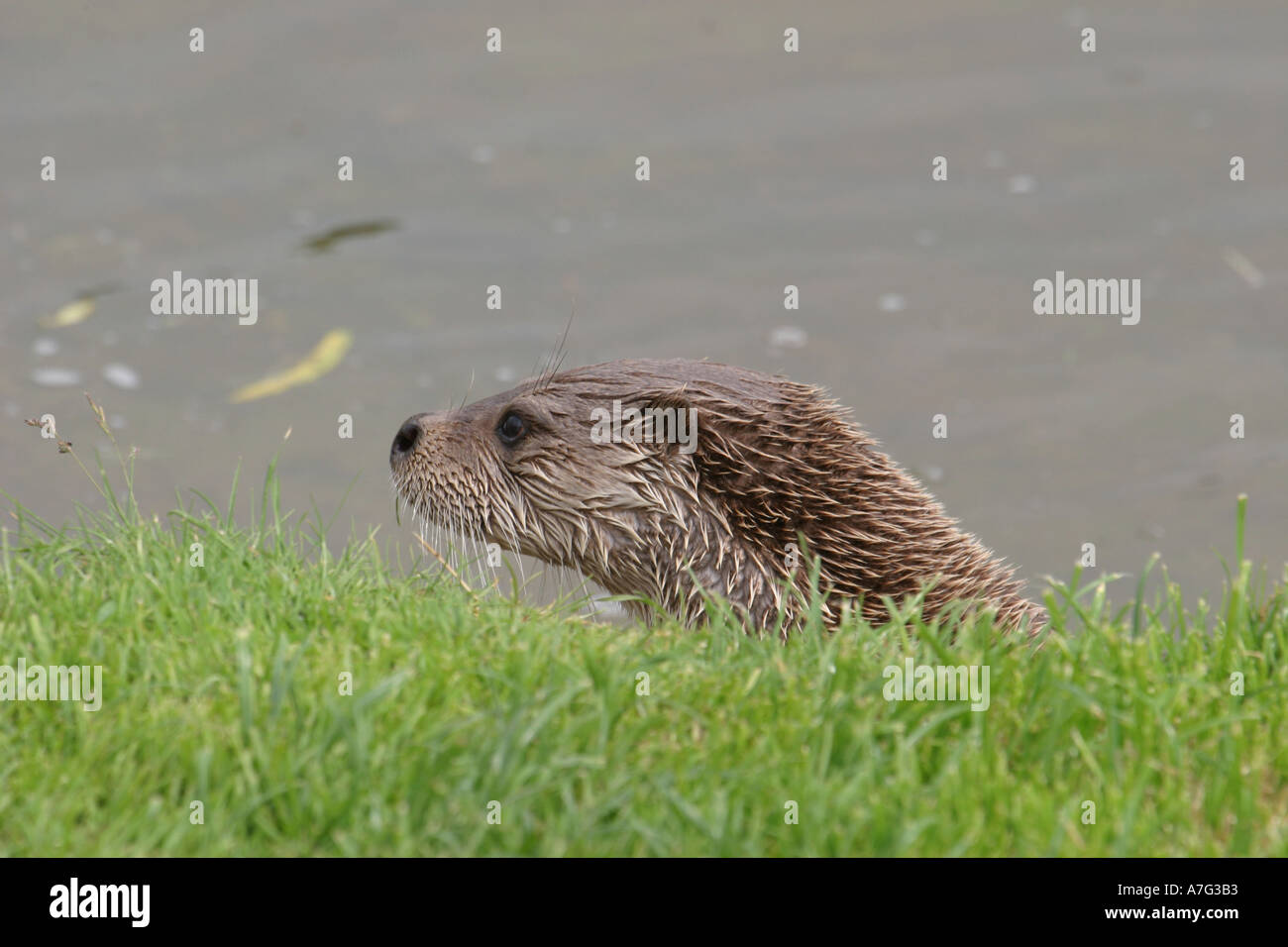 British river mammals hi-res stock photography and images - Alamy