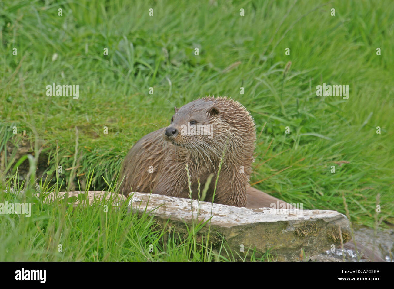 british otter sitting Stock Photo - Alamy