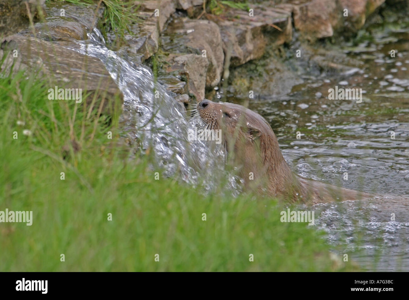 British otter standing up Stock Photo - Alamy