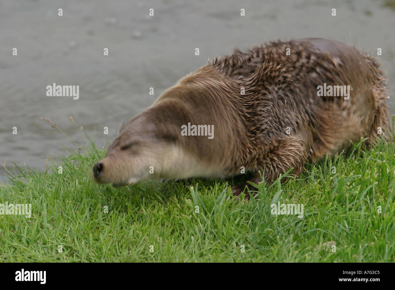 British otter shaking Stock Photo - Alamy