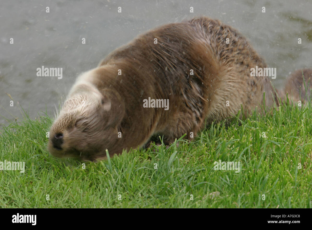 British otter shaking Stock Photo - Alamy