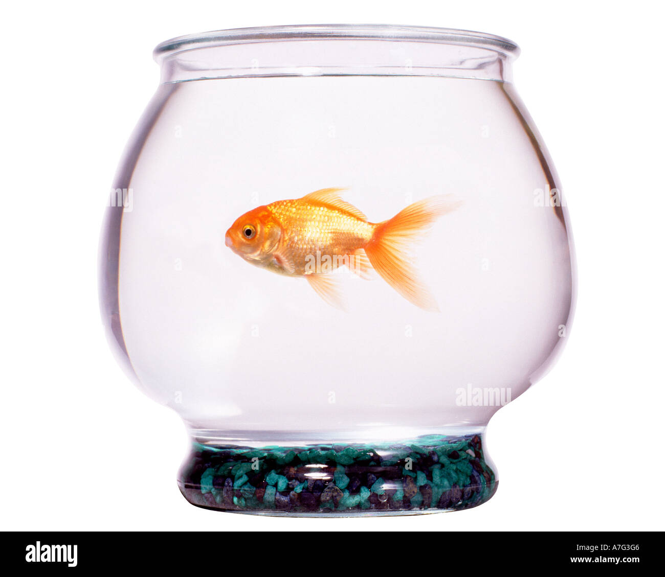 Goldfish in bowl hi-res stock photography and images - Alamy