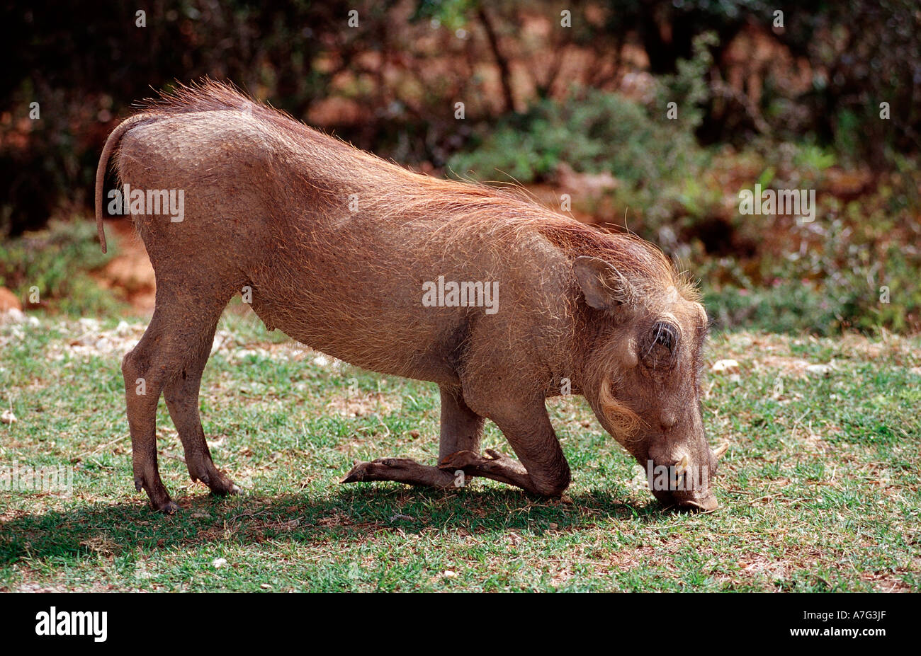 Cape warthog Somali warthog desert warthog Phacochoerus aethiopicus ...