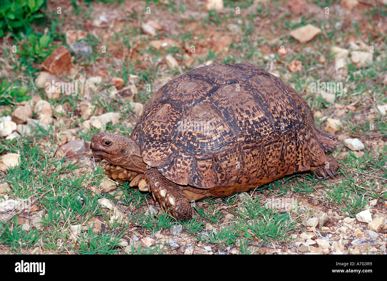 Leopard Tortoise Testudo pardalis Geochelone pardalis South Africa Addo ...