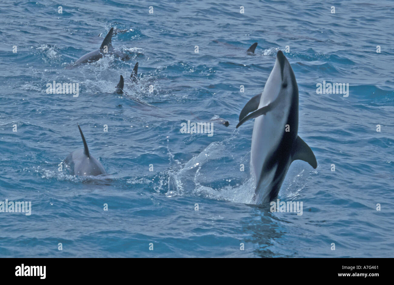 Dusky Dolphin jumping Stock Photo - Alamy