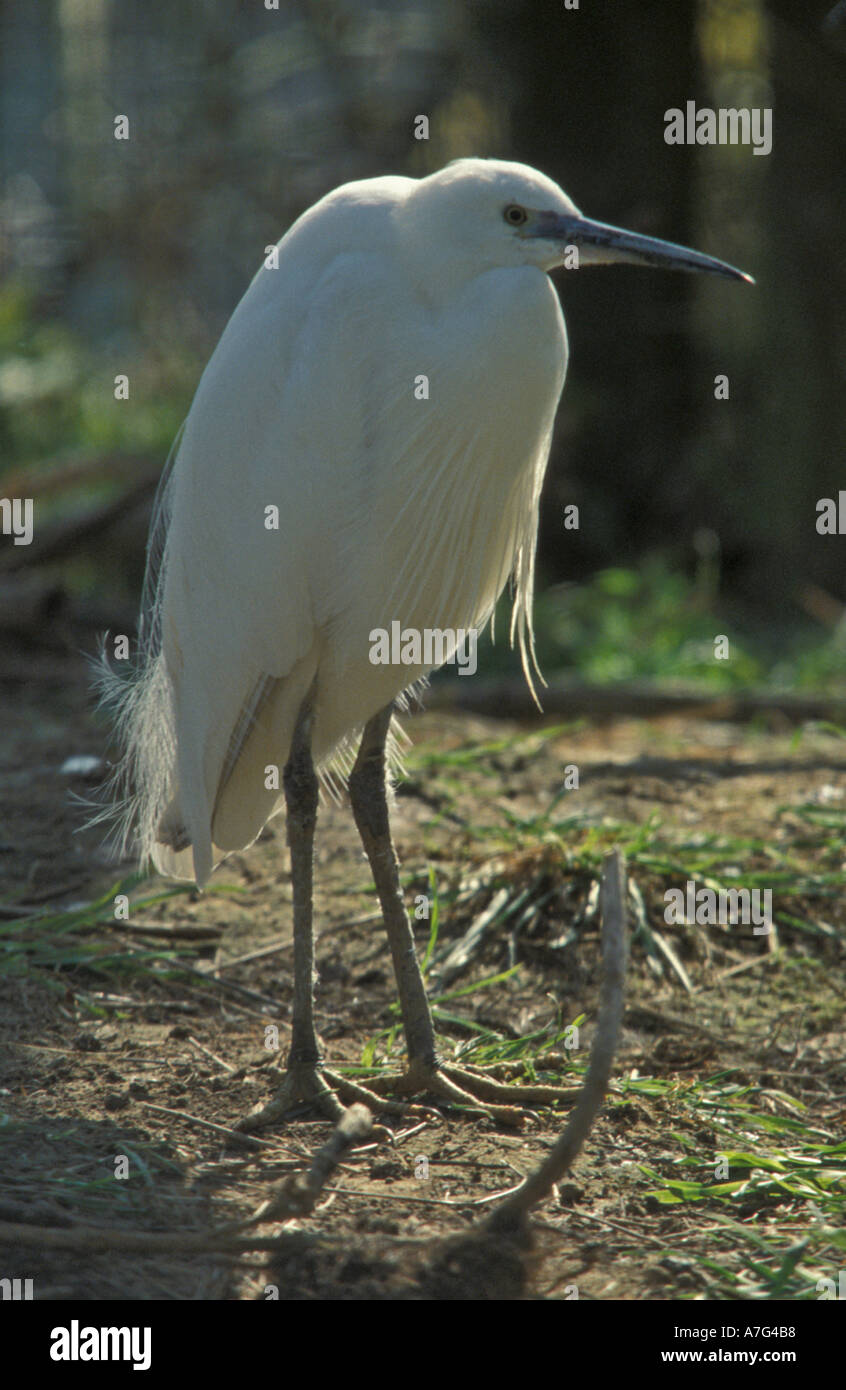 Bird stand hi-res stock photography and images - Alamy